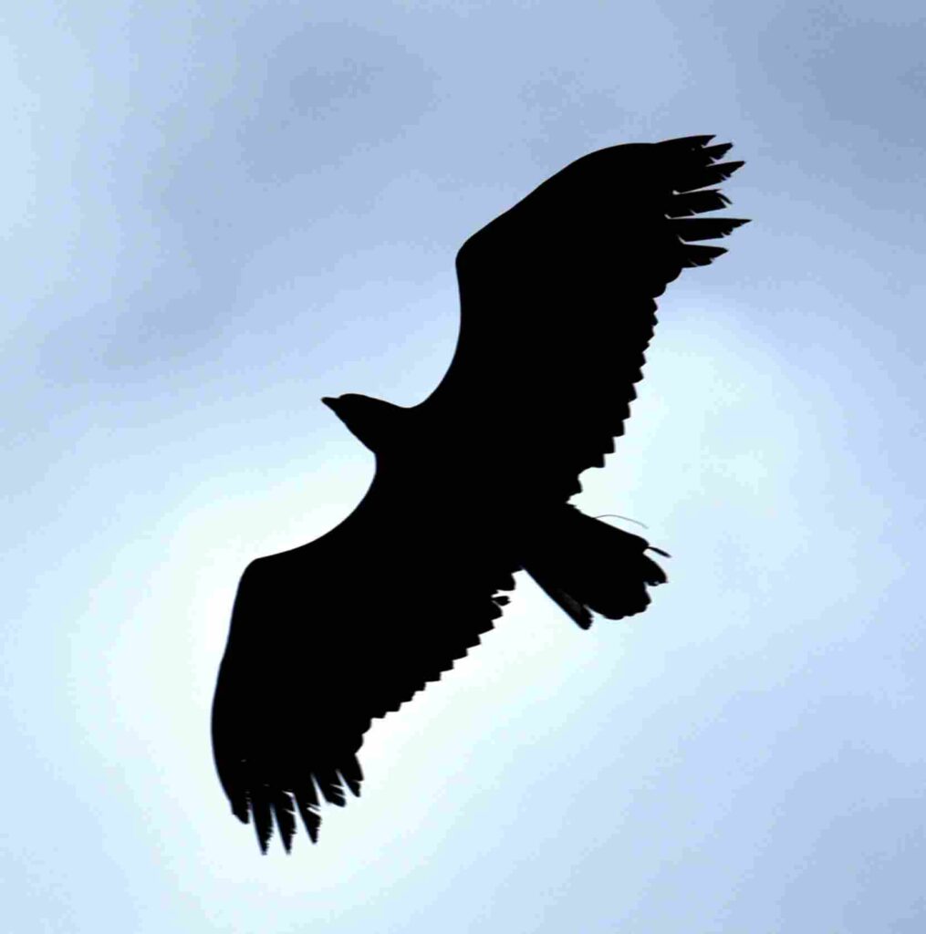 Carew Castle - Travel Guide