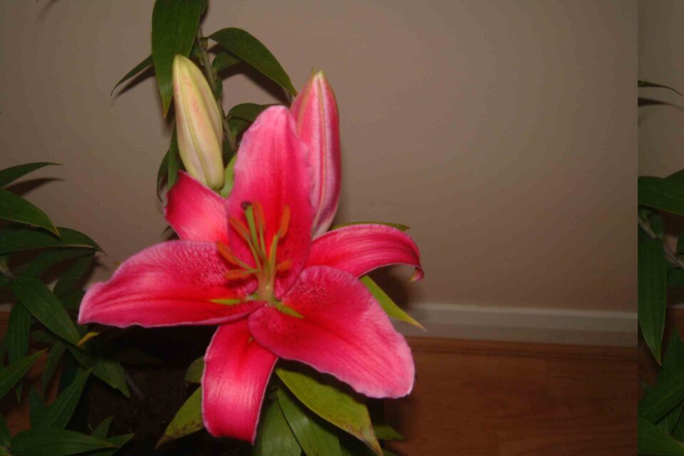 Lillies - Harry's Photo Travel Guide